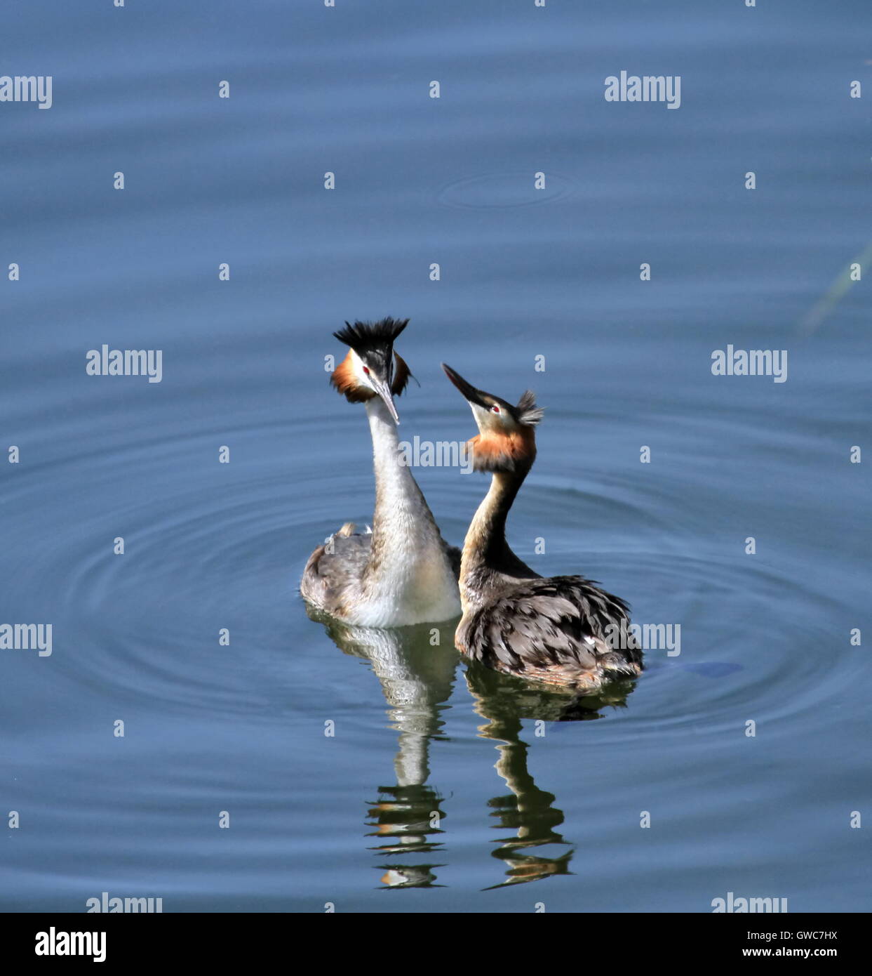 Great crested grebe ducks courtship Stock Photo - Alamy