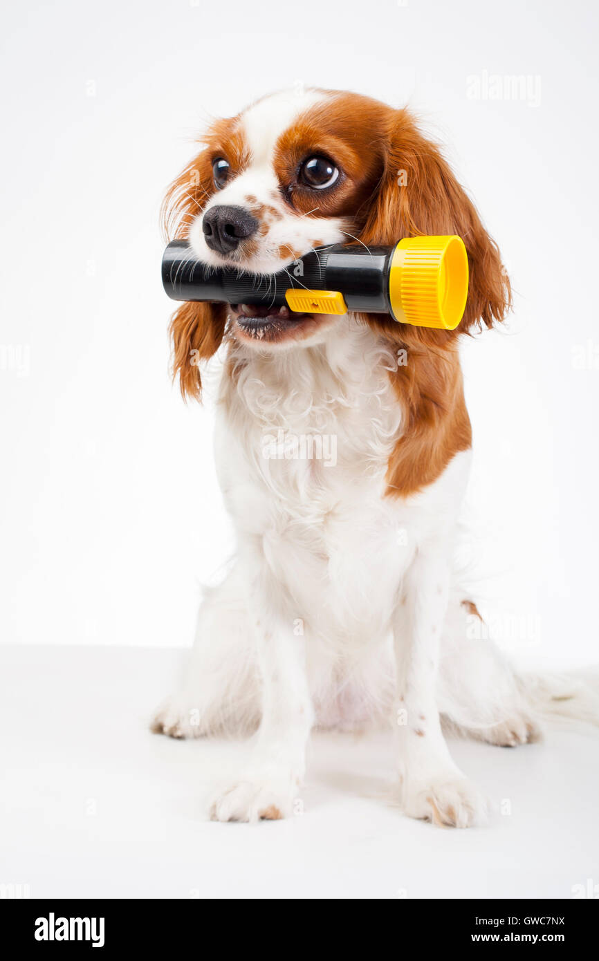 Flashlight with dog. Flashlight illustration. Cavalier king charles ...