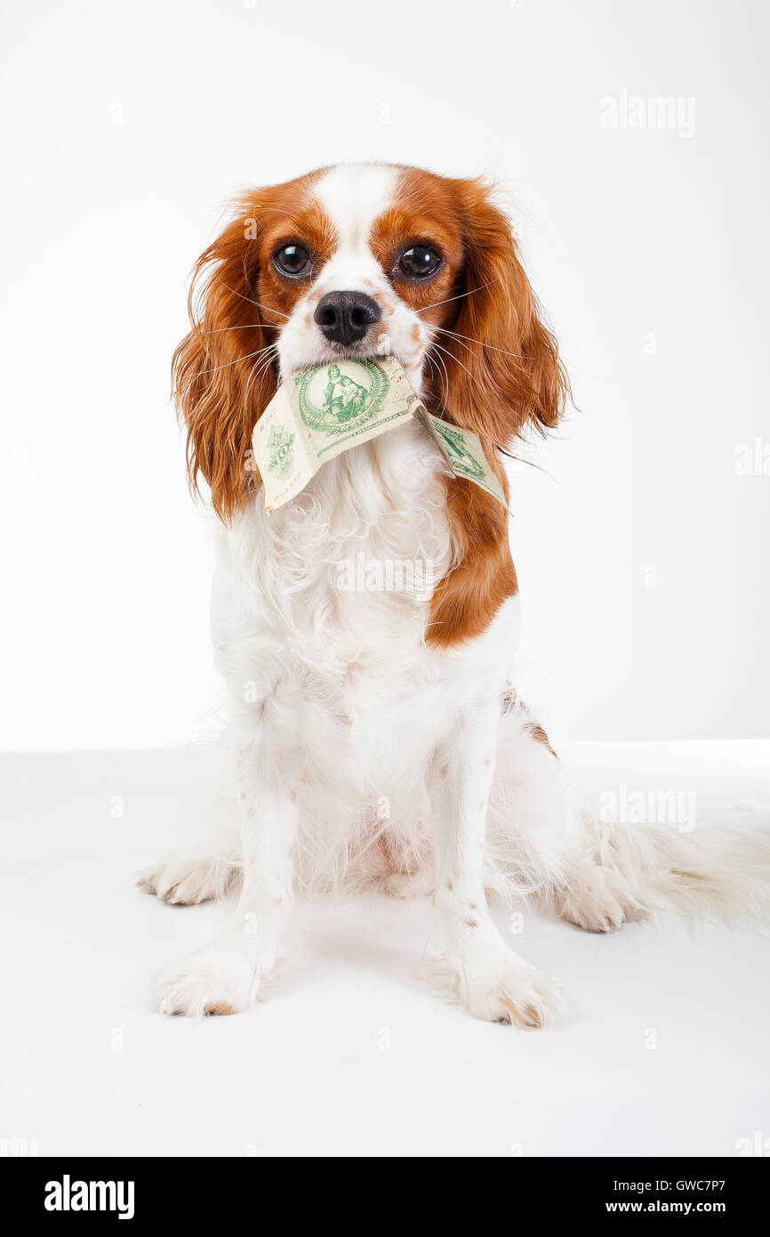 Cavalier spaniel dog with money bill Stock Photo - Alamy