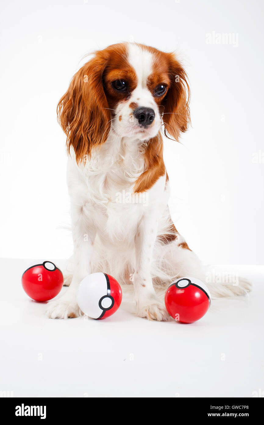 Trained cavalier king charles spaniel studio white background ...