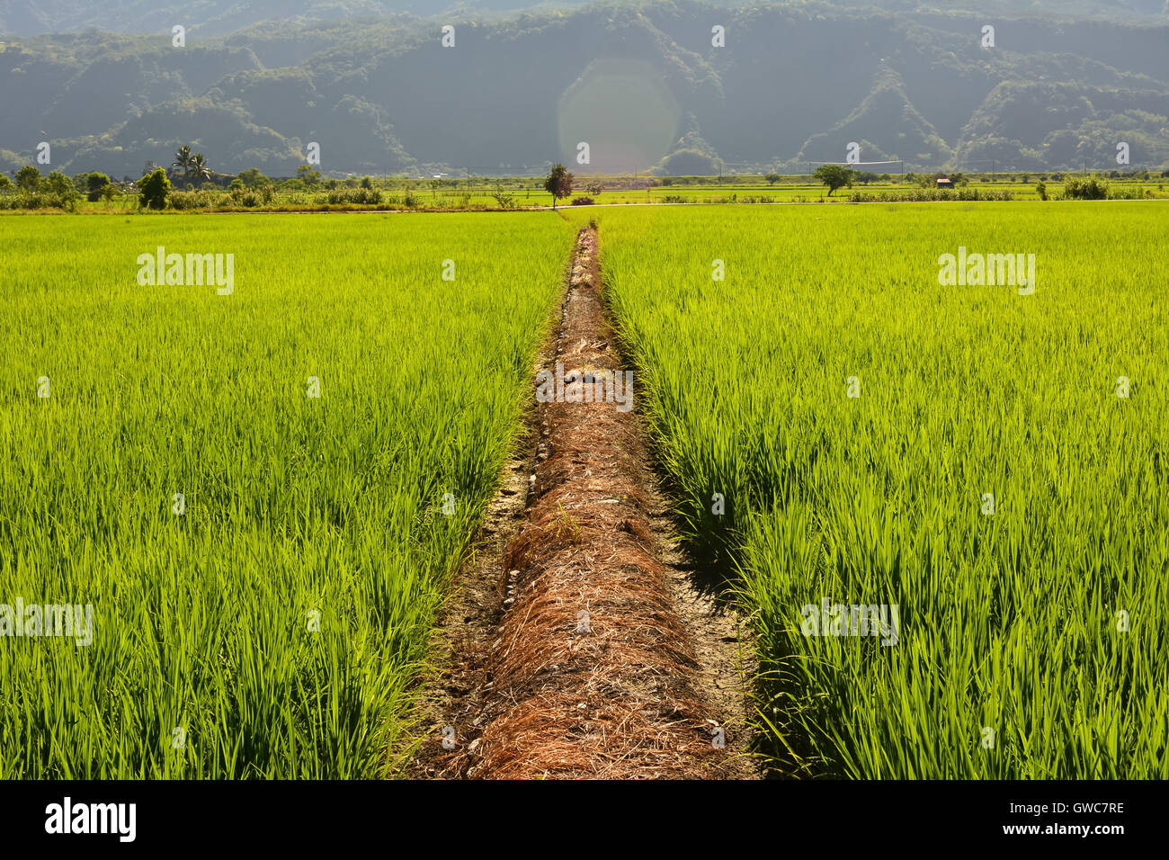 Rice farm in country Stock Photo - Alamy