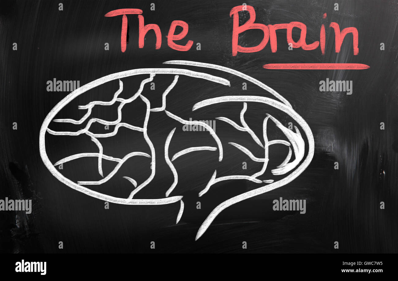 Anatomical diagram brain hi-res stock photography and images - Alamy