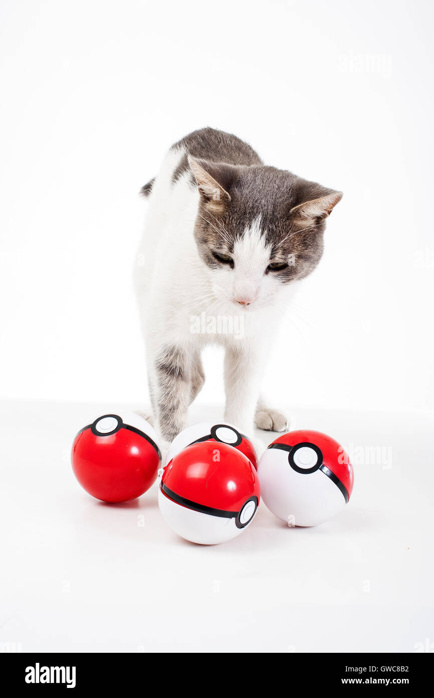 Trained pets studio white background photography Cat with real ...