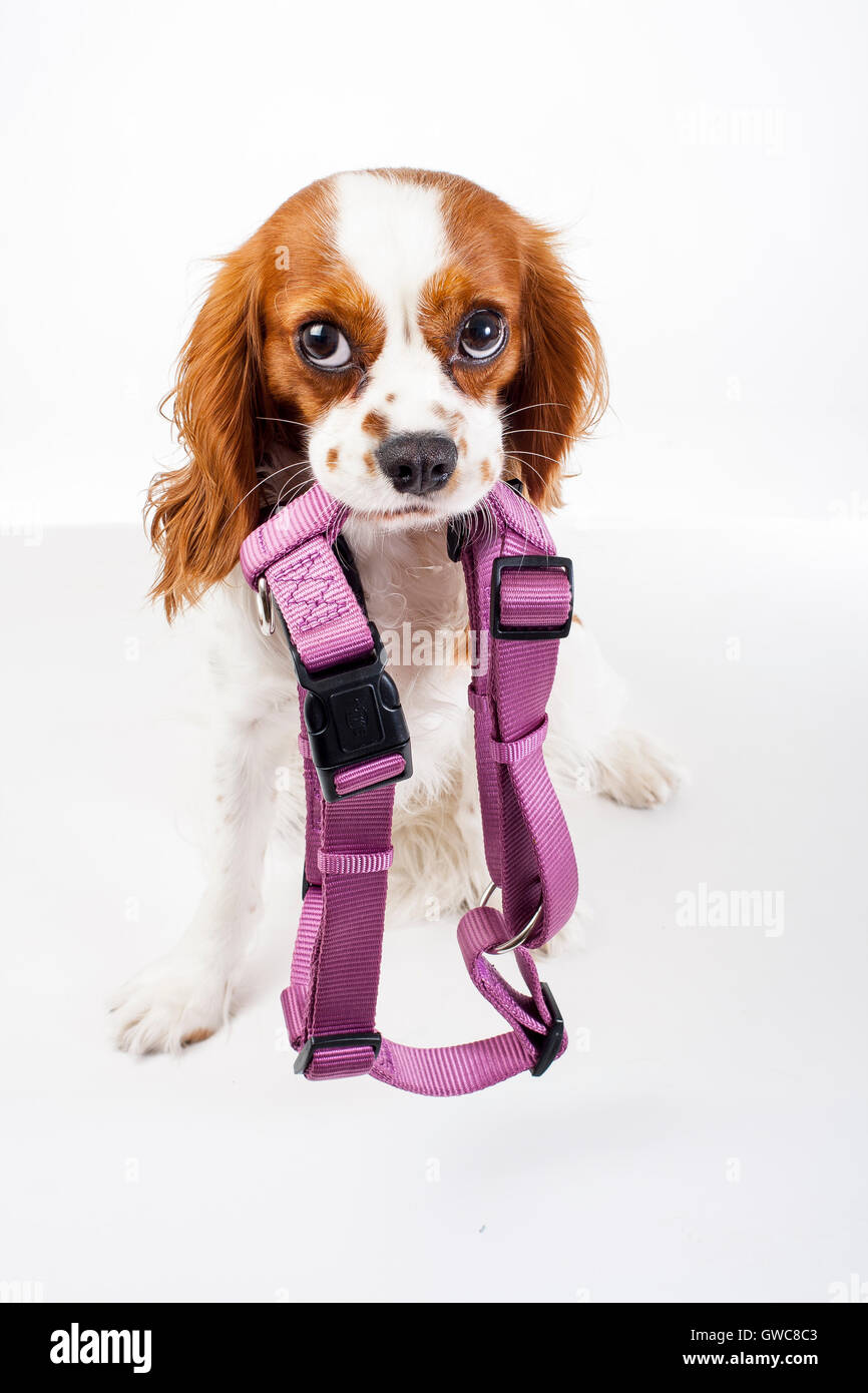 Trained cavalier king charles spaniel studio white background ...