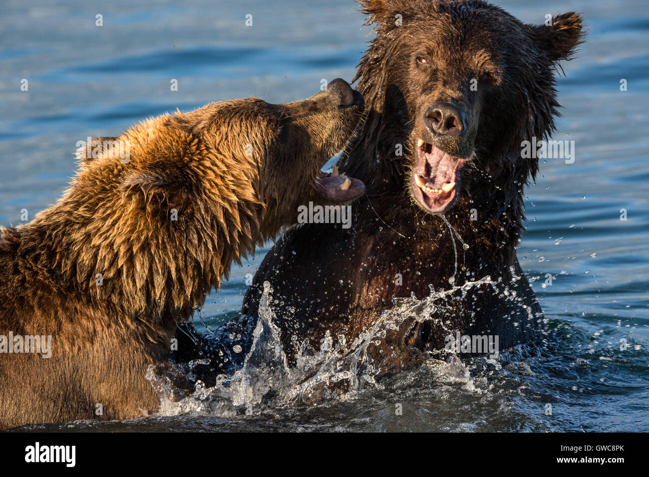 Two brown bears play fighting in wildlife Stock Photo - Alamy