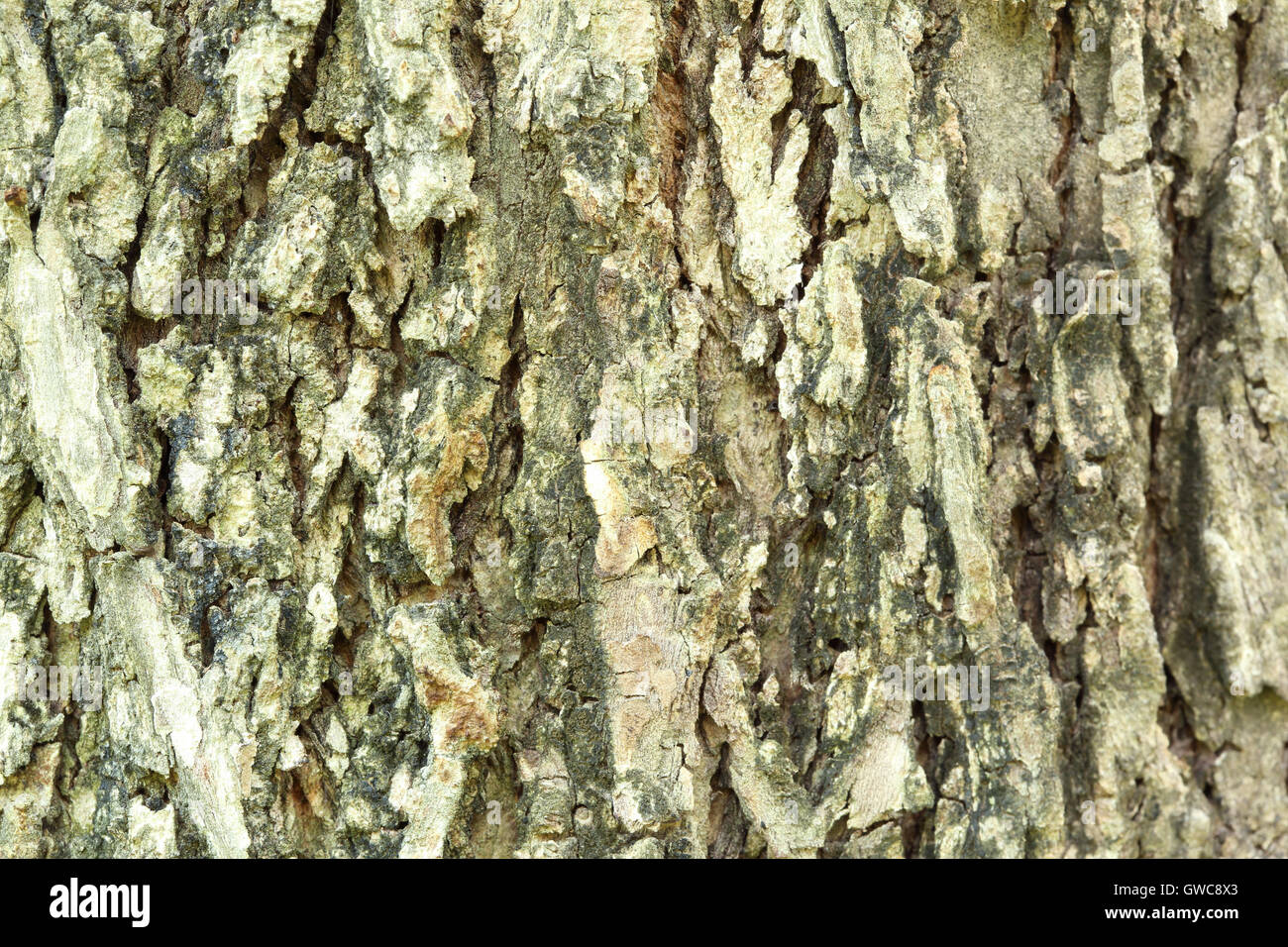 bark texture background pattern crack Stock Photo - Alamy