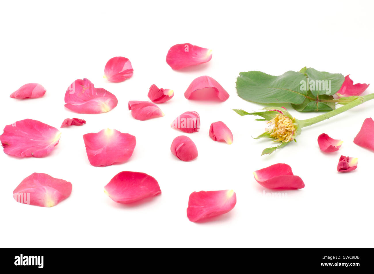 rose flower isolated on white Stock Photo - Alamy