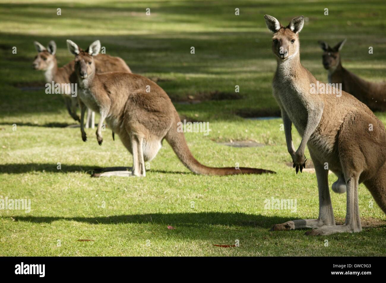 Grey kangaroo display hi-res stock photography and images - Alamy