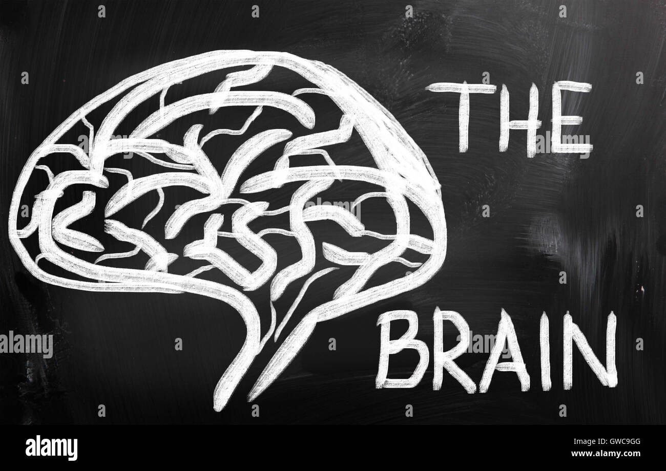 Anatomical diagram brain hi-res stock photography and images - Alamy