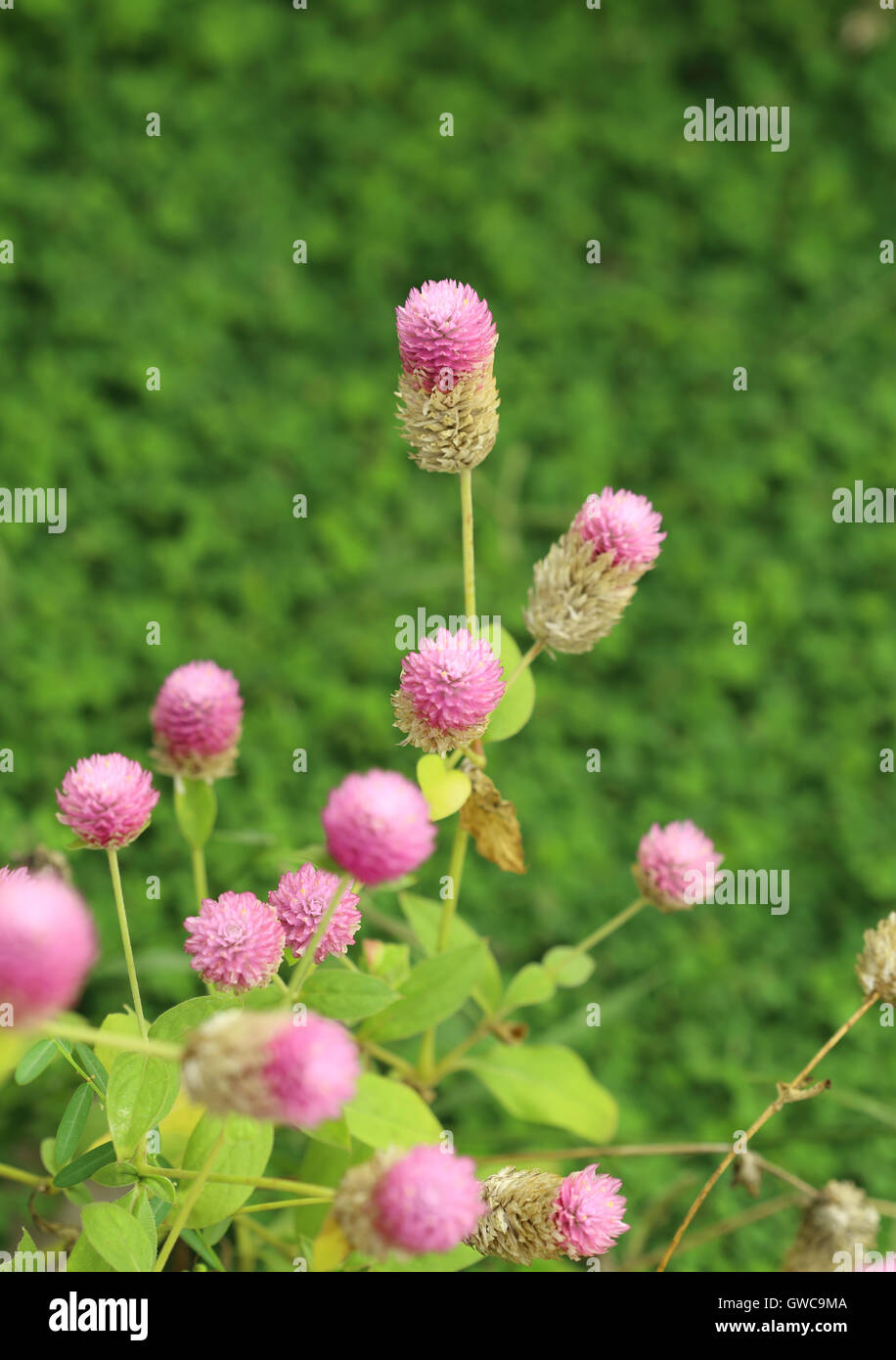 Globe amaranth or Gomphrena globosa flower Stock Photo - Alamy