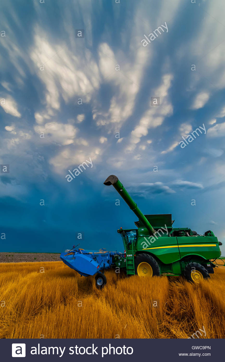 Combines At Work During Wheat Harvest Stock Photos & Combines At Work ...
