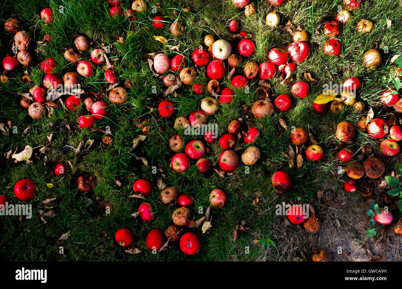 100 eating apples lying on grass hi-res stock photography and images ...