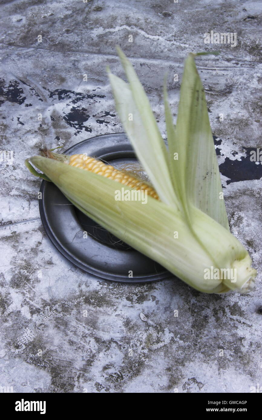Sweetcorn maize corn on the cob fresh yellow kernel home grown in husk ...