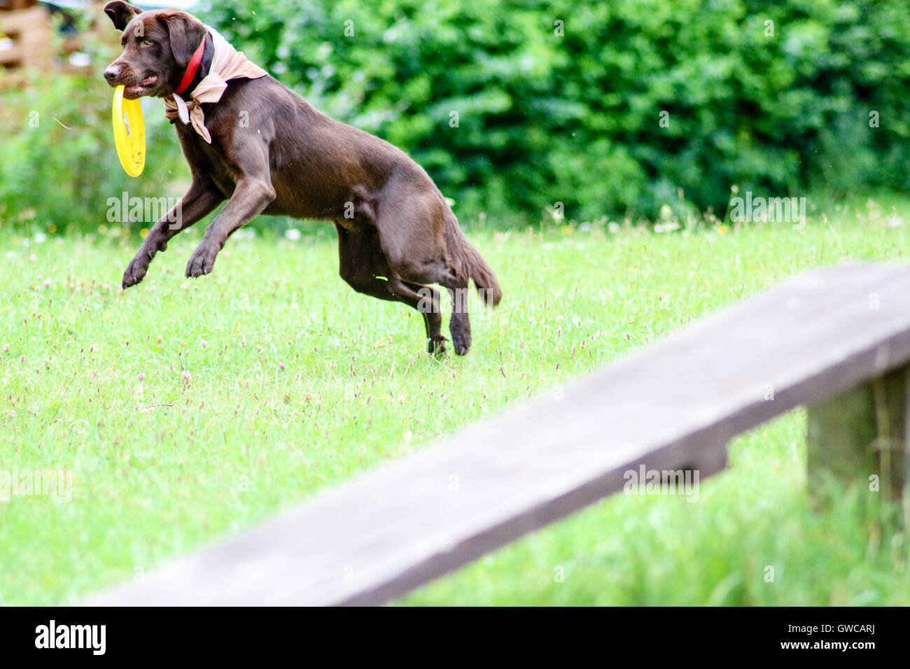 Dog jump with for disc Stock Photo - Alamy
