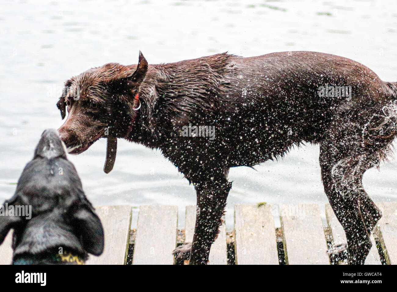 Drying dogs hi-res stock photography and images - Alamy