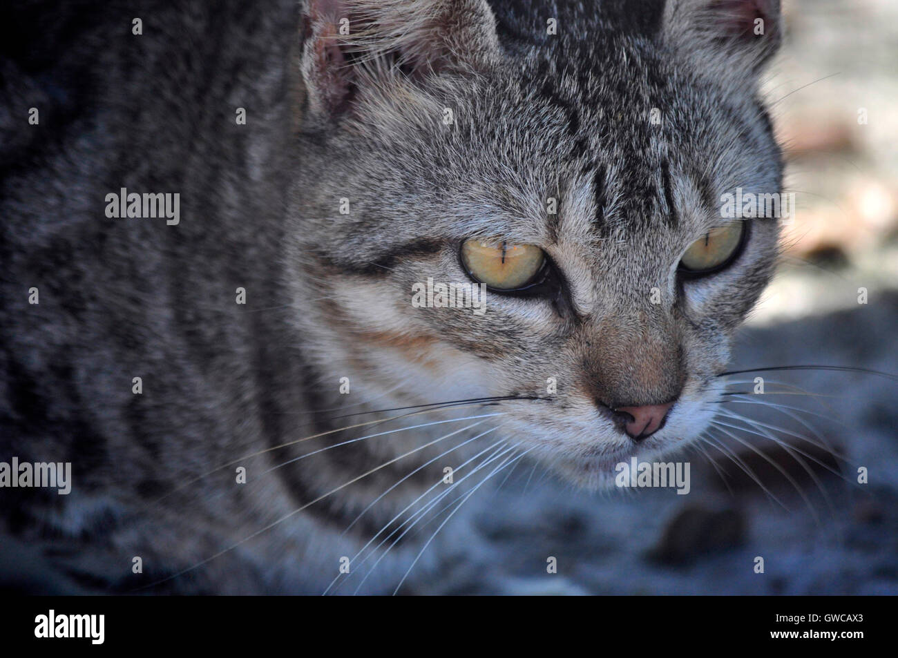 Authentic cat hi-res stock photography and images - Alamy