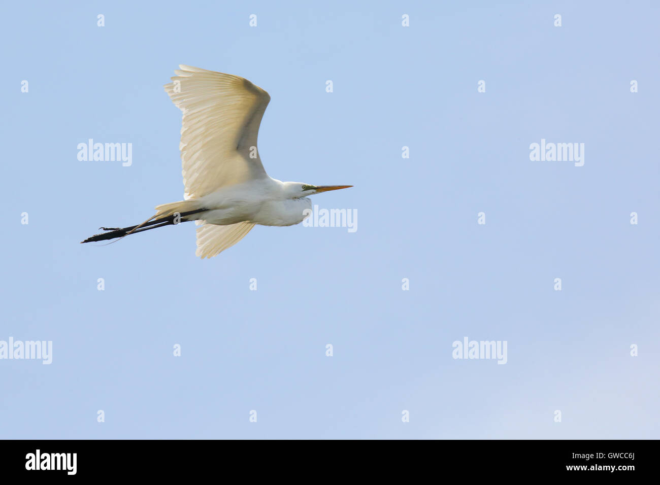 Flying common egret hi-res stock photography and images - Alamy