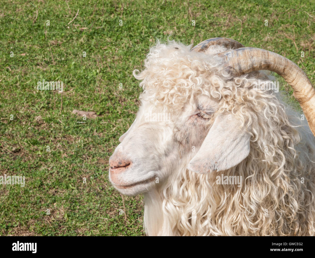 Sheep ram hoofs hi-res stock photography and images - Alamy