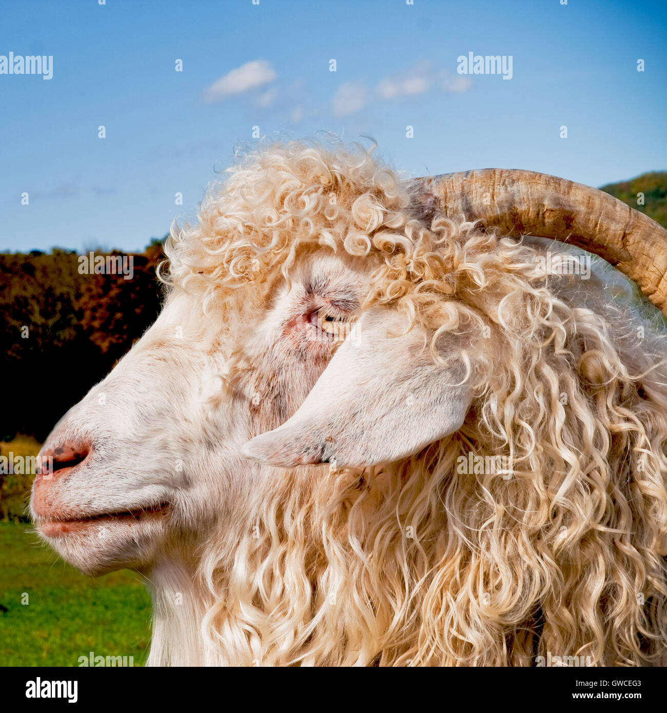 Sheep and Ram Stock Photo - Alamy