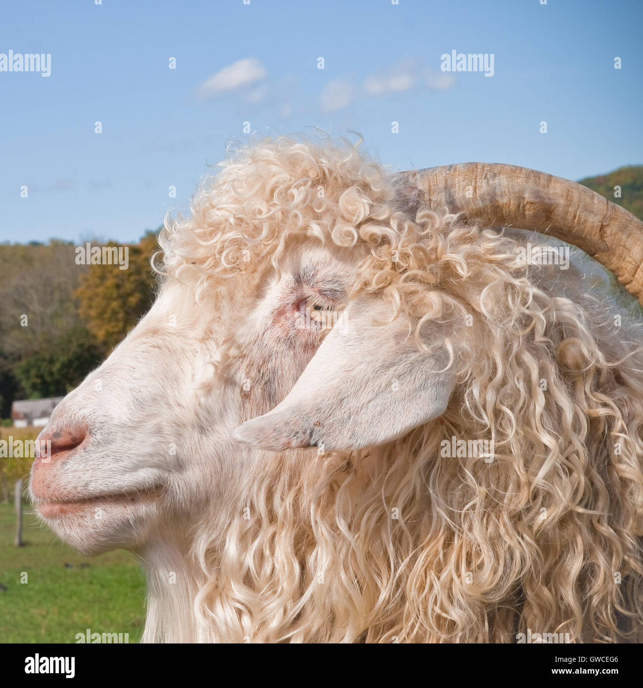 Sheep and Ram Stock Photo - Alamy
