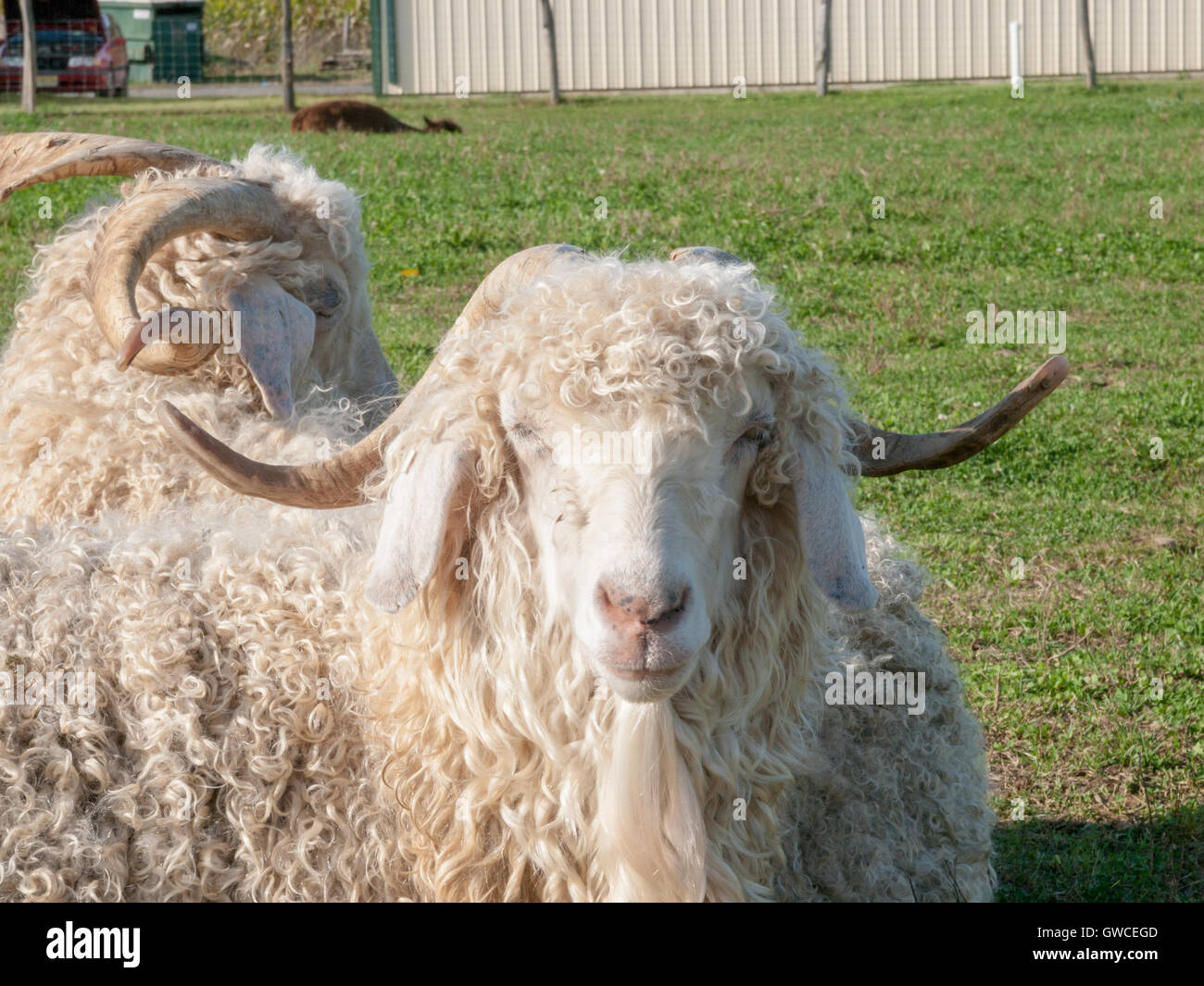 Sheep and Ram Stock Photo - Alamy