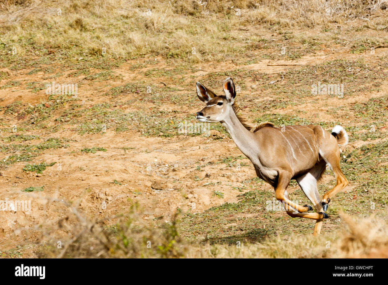 Female greater kudo hi-res stock photography and images - Alamy