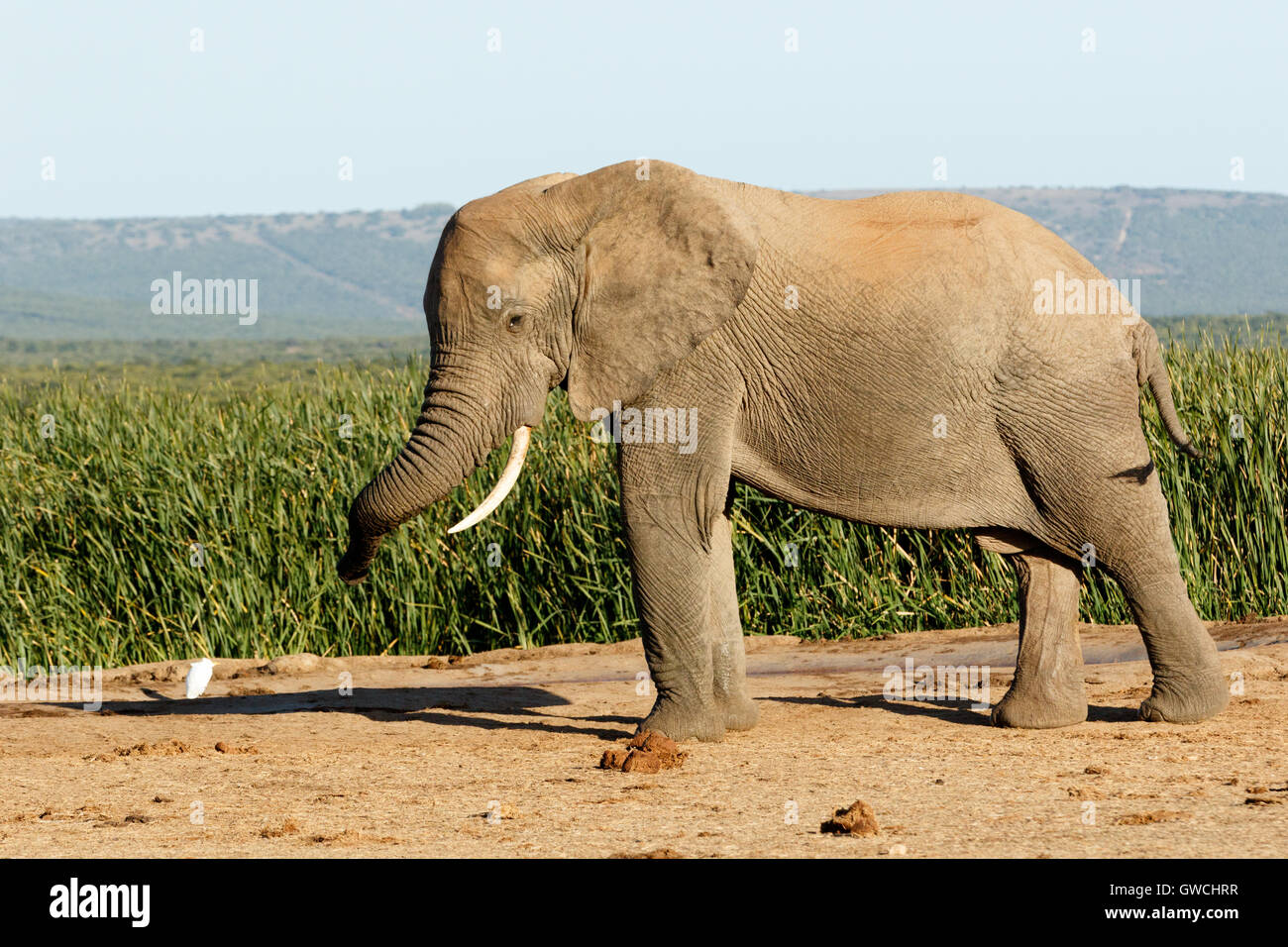 WoW Huge African Bush Elephant - The African bush elephant is the ...