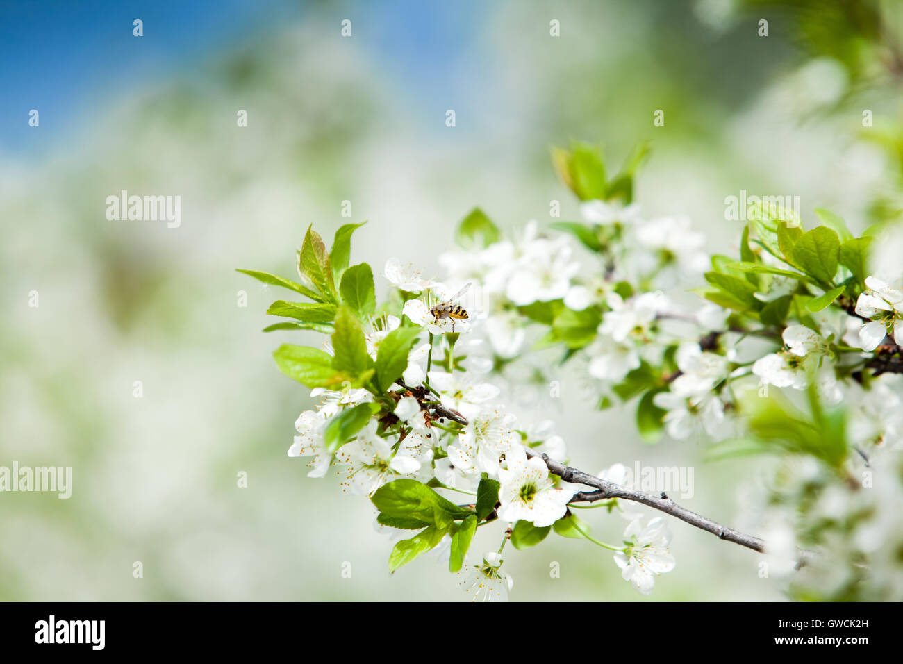 Spring background with blossom trees Stock Photo - Alamy