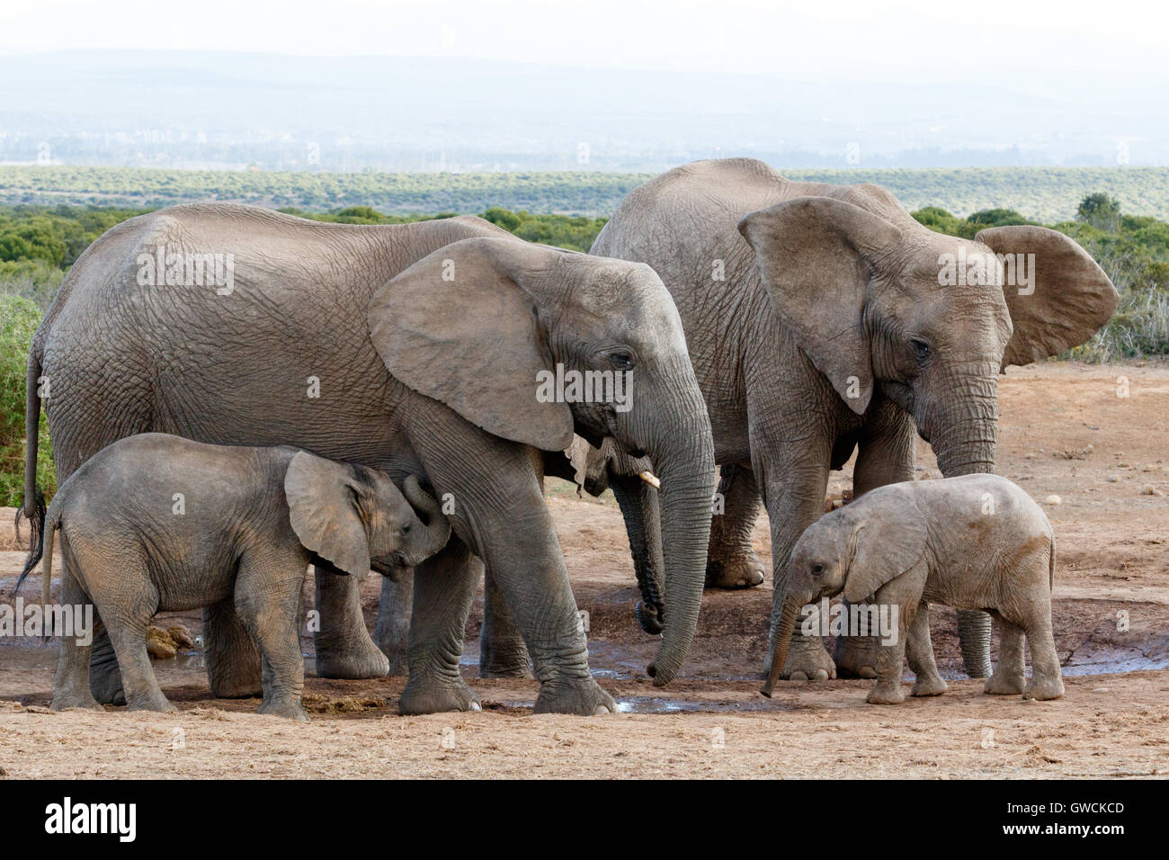 African bush elephant family structure - The African bush elephant is ...