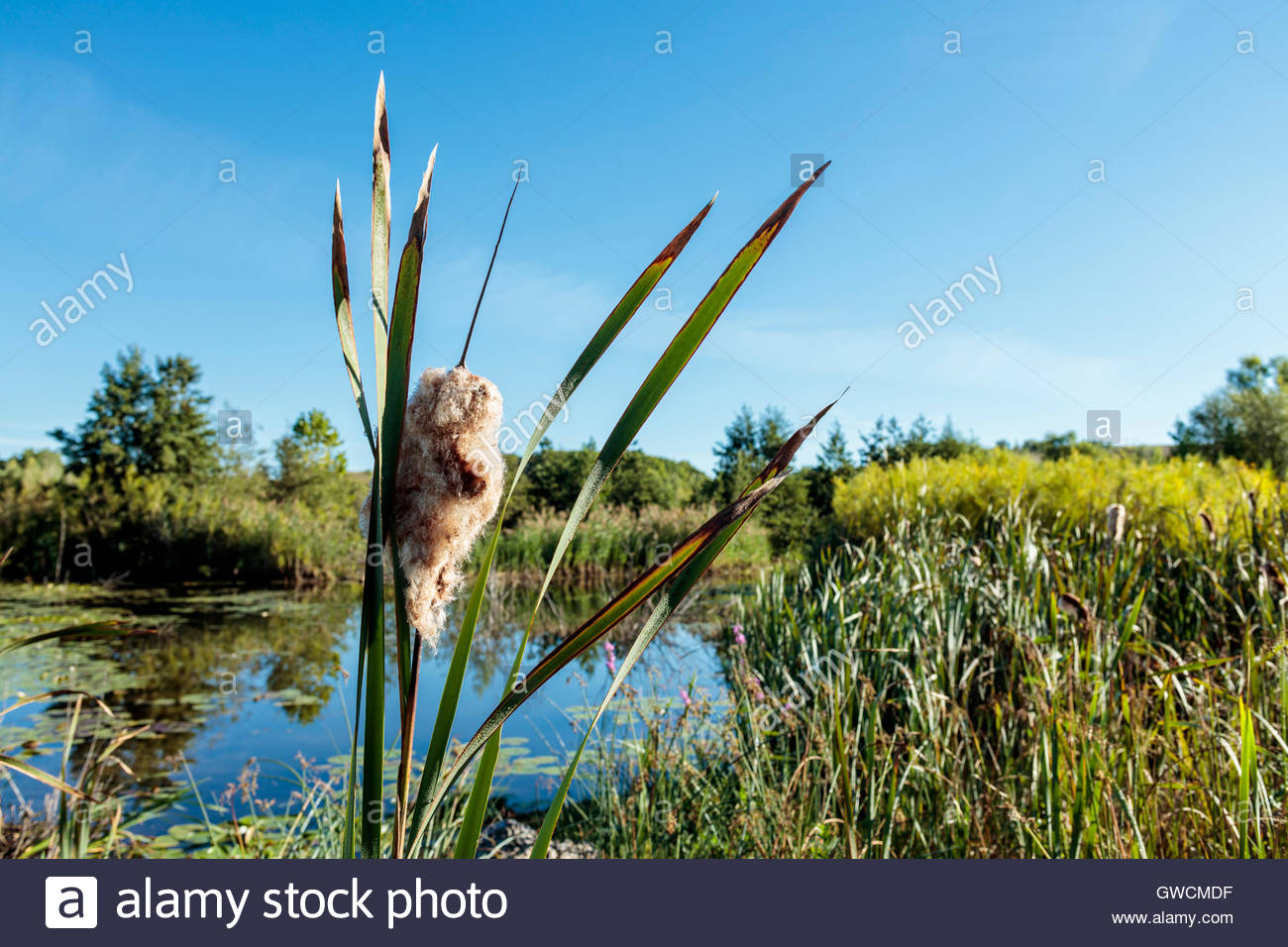 Bulrush In Marsh High Resolution Stock Photography and Images - Alamy