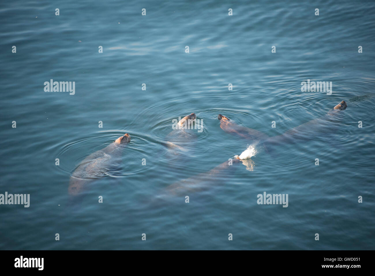 Sea Lions in Southeast Alaska Stock Photo - Alamy