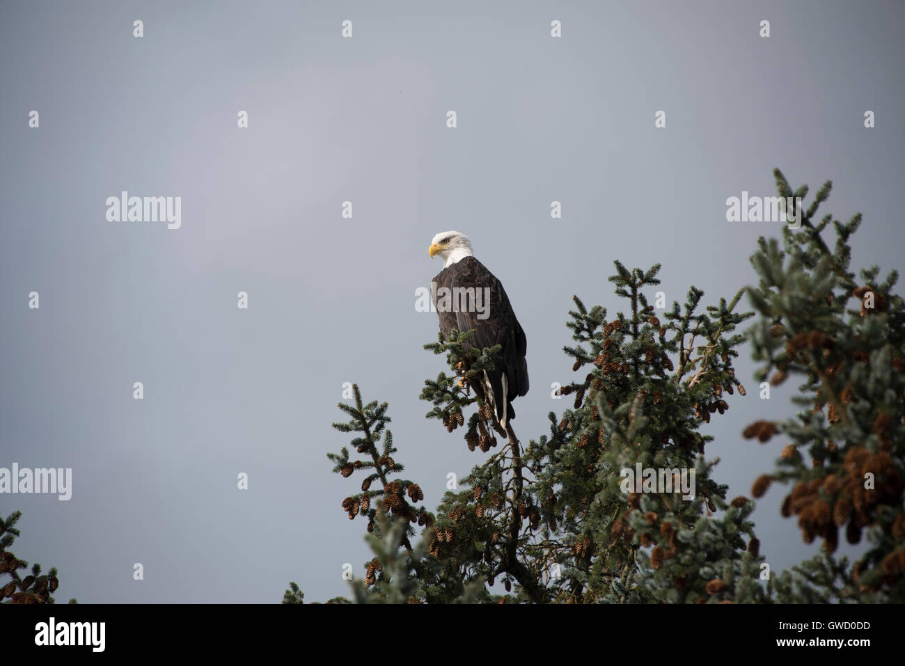 North American Bald Eagle, Alaska Stock Photo - Alamy