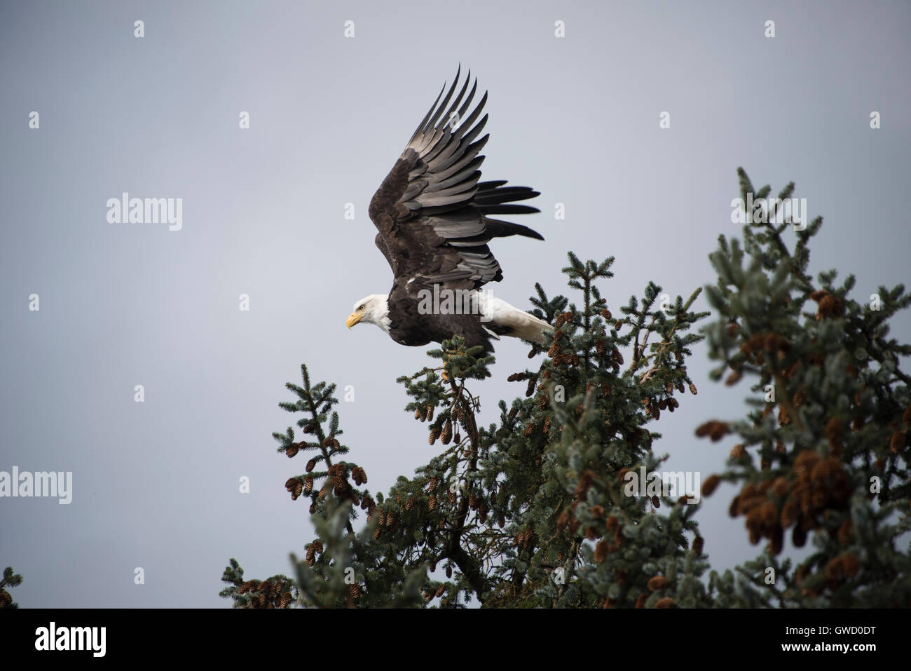 North American Bald Eagle, Alaska Stock Photo - Alamy