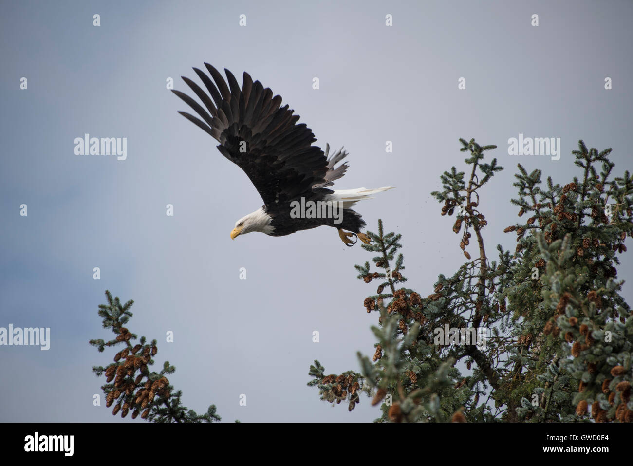 North American Bald Eagle, Alaska Stock Photo - Alamy
