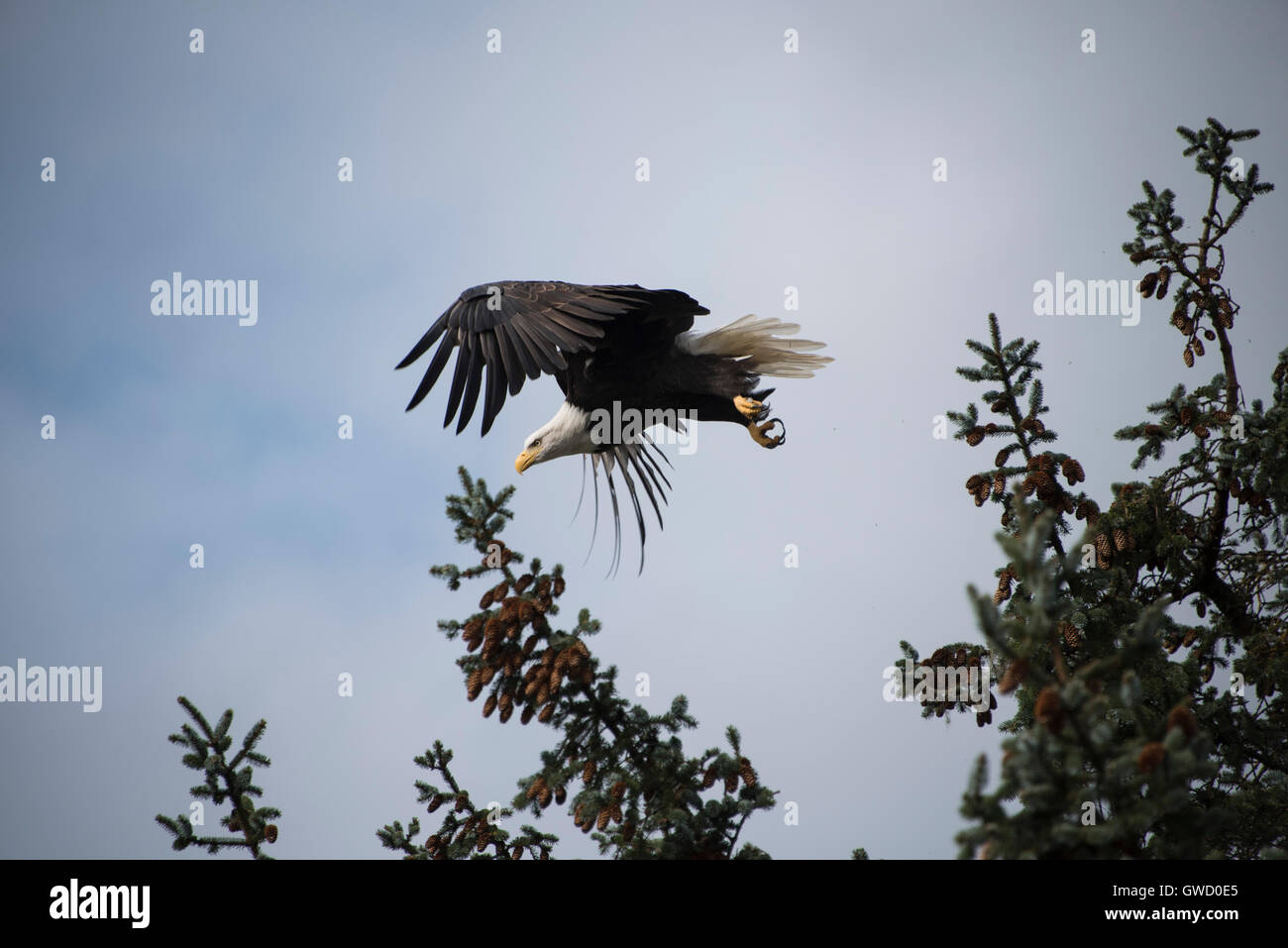 North American Bald Eagle, Alaska Stock Photo - Alamy