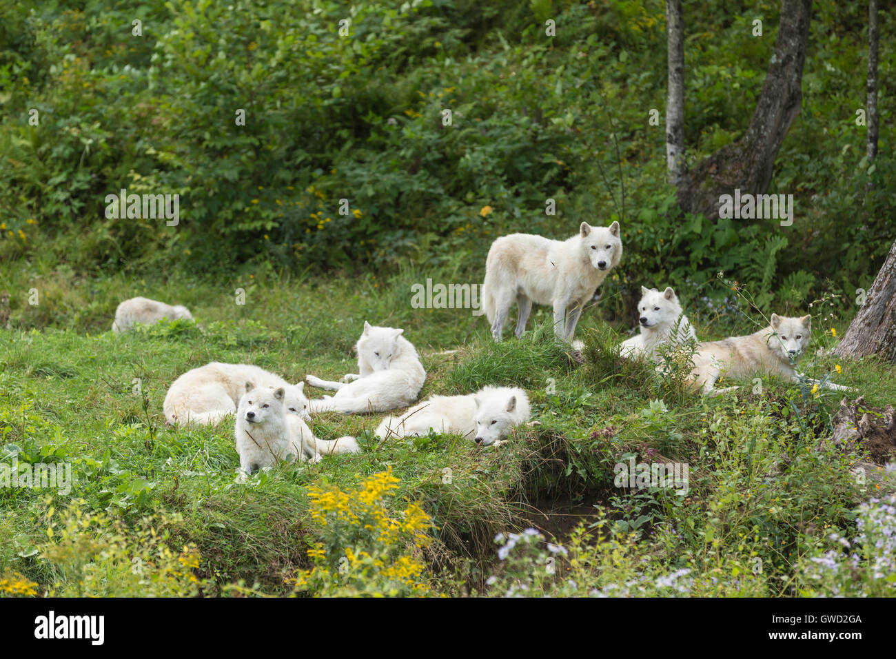 Arctic wolves hi-res stock photography and images - Alamy