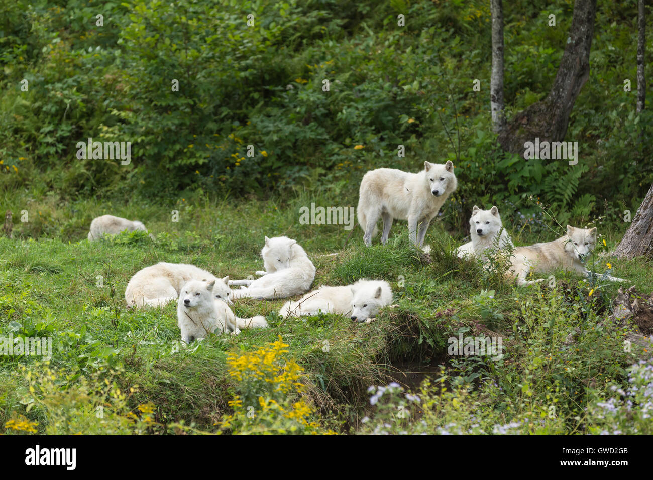 Pack of resting Arctic Wolves in forest landscape Stock Photo - Alamy