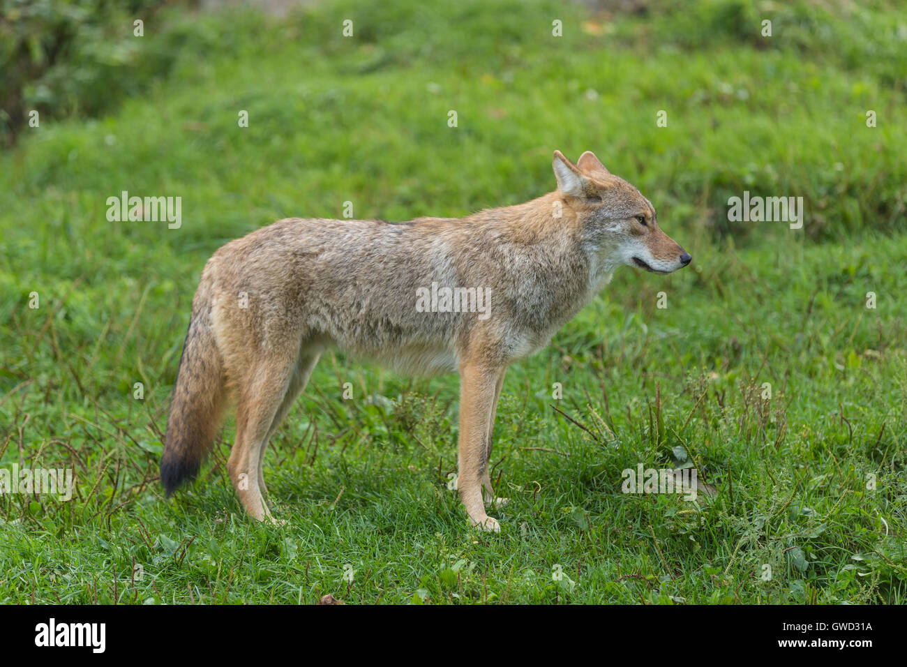 Lone coyote in a green forest Stock Photo - Alamy