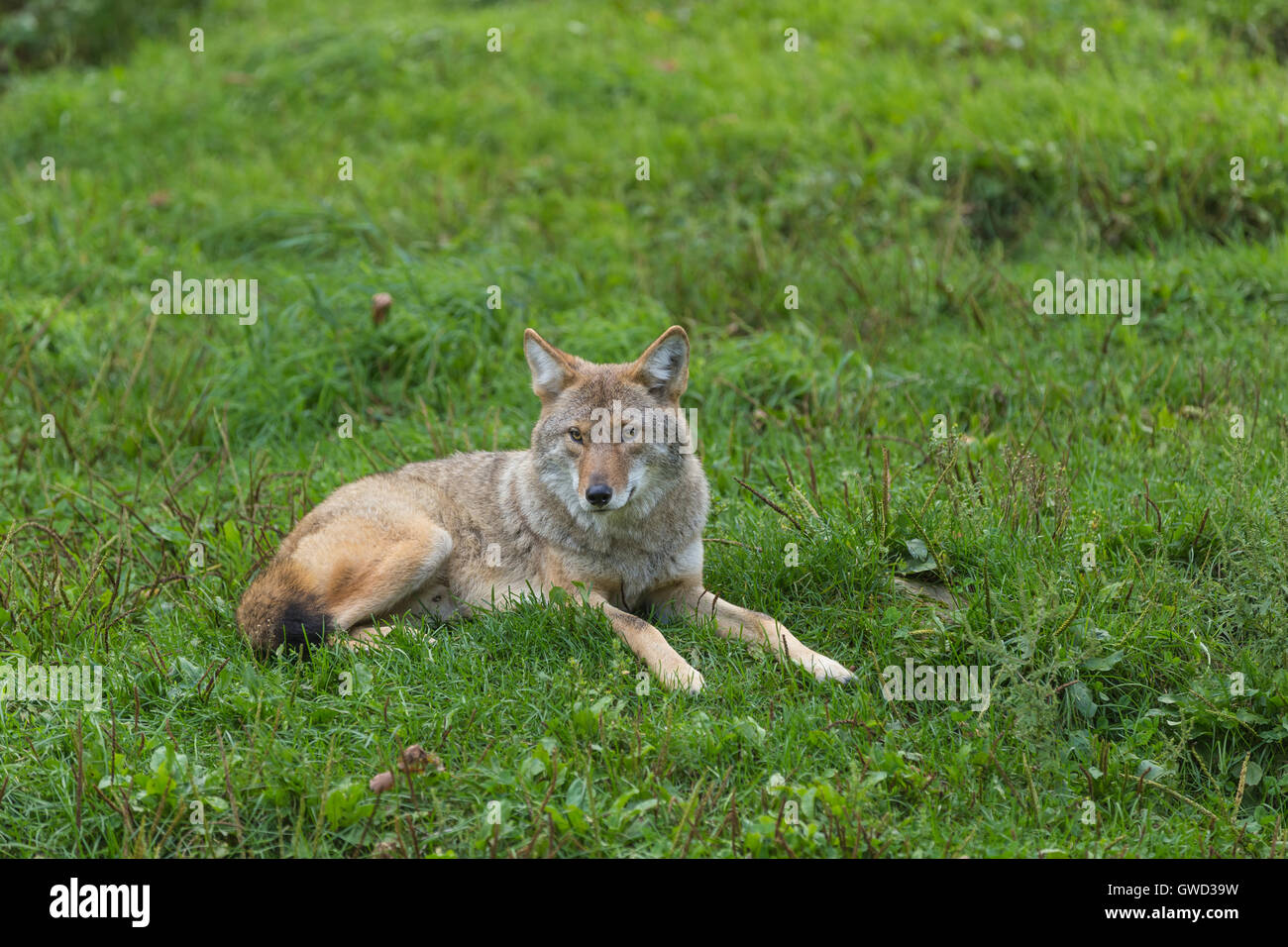 Lone coyote in a green forest Stock Photo - Alamy