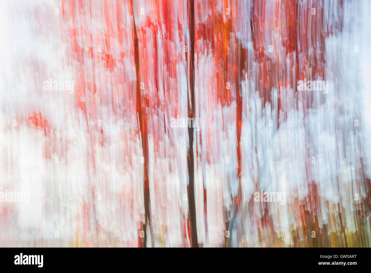 Abstract trees hi-res stock photography and images - Alamy