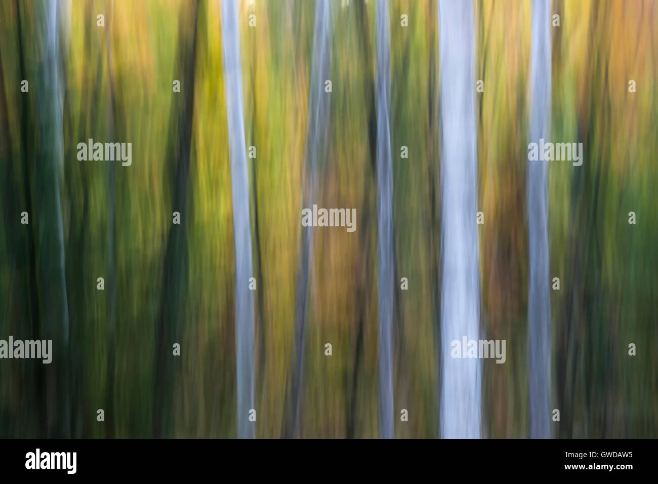 Abstract trees hi-res stock photography and images - Alamy