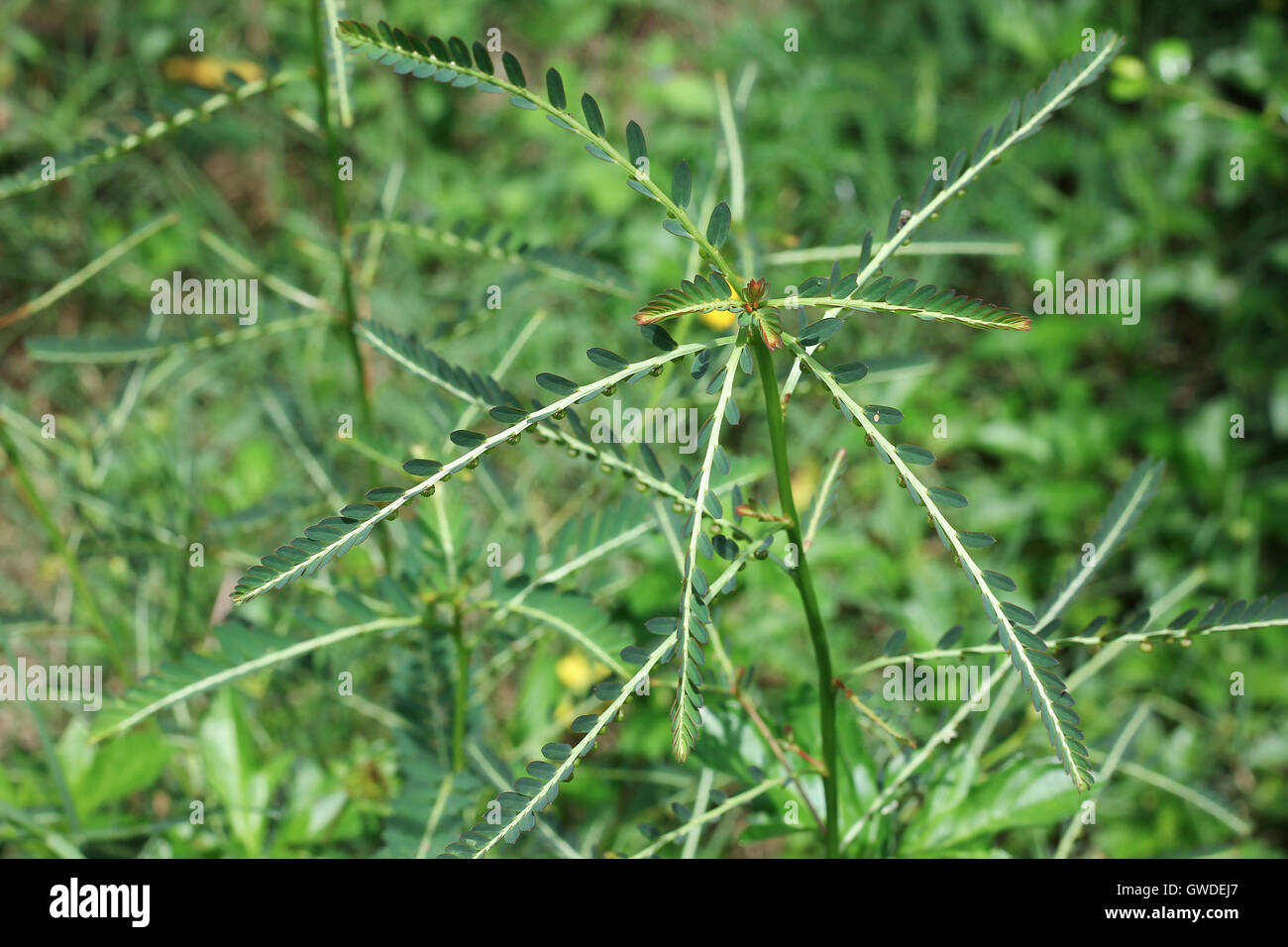 Phyllanthus niruri herb plant Stock Photo - Alamy