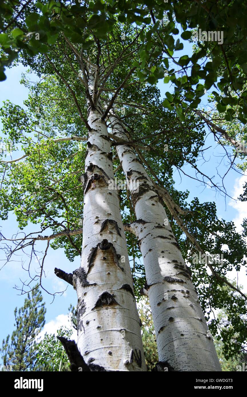 Twin Aspen trees in South Fork, Colorado Stock Photo - Alamy