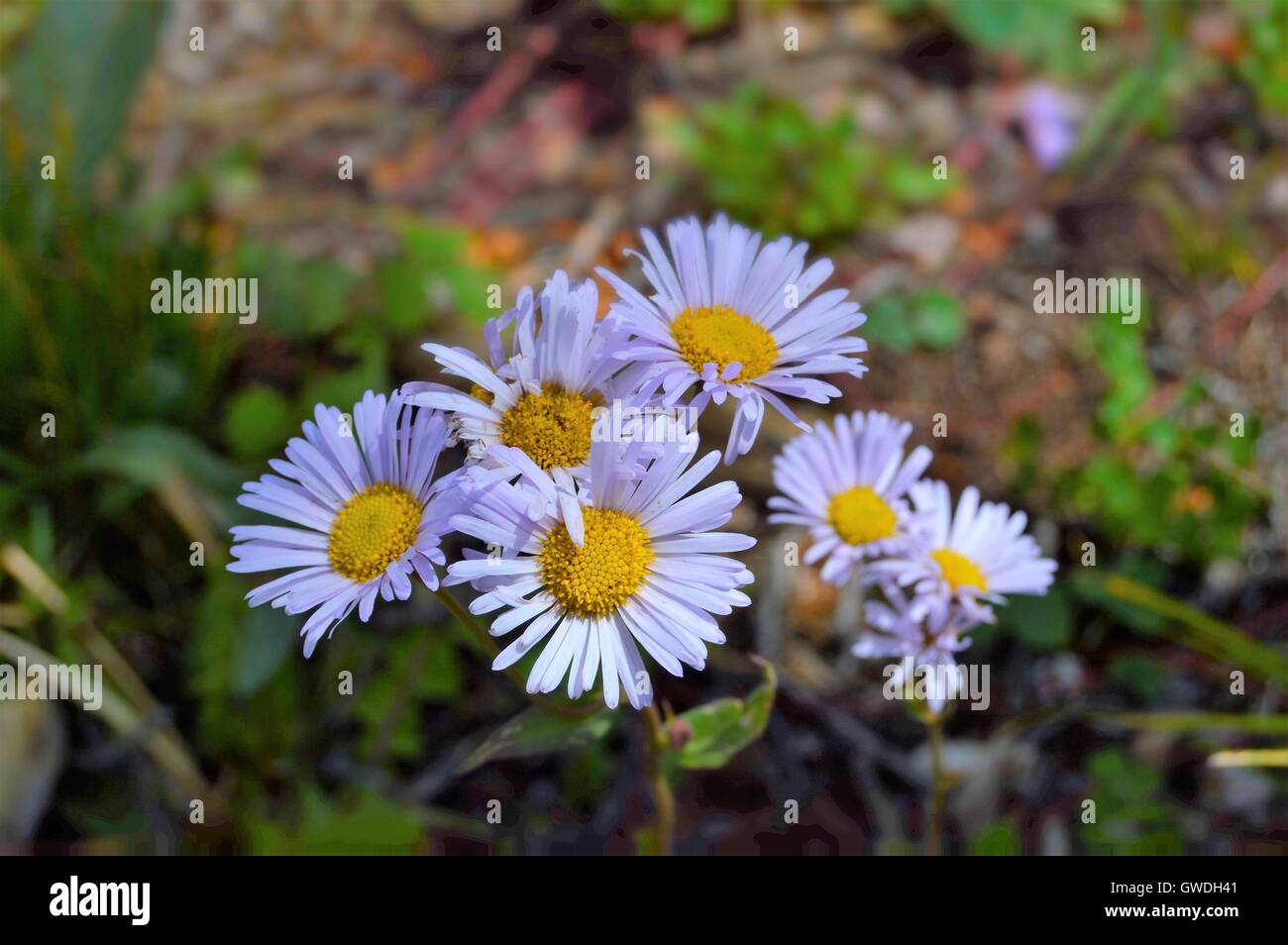 Daisies daisy flower hi-res stock photography and images - Alamy