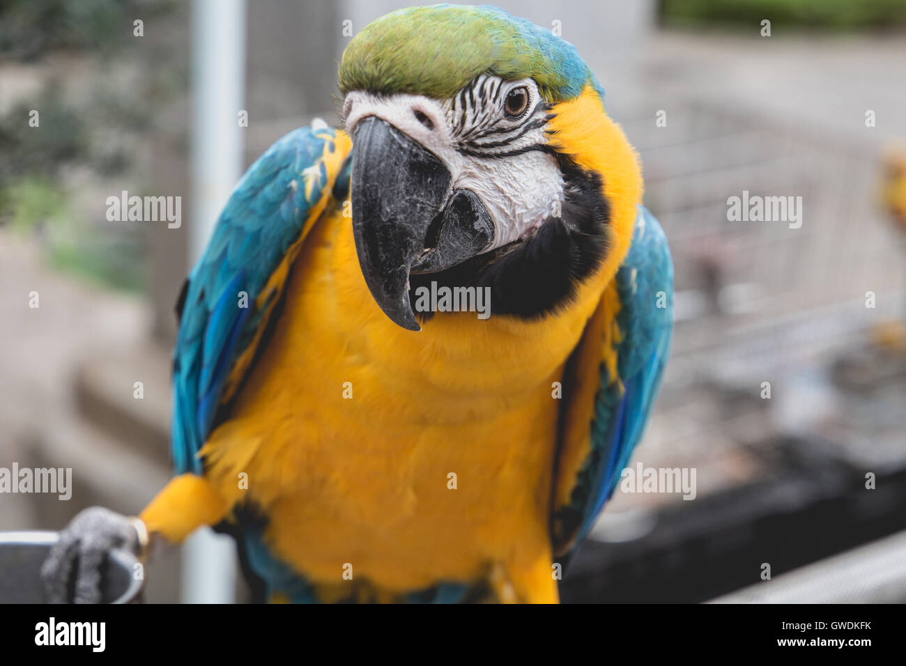 Parrot at the Yuen Po Bird Market, Mong Kok, Kowloon, Hong Kong Stock ...