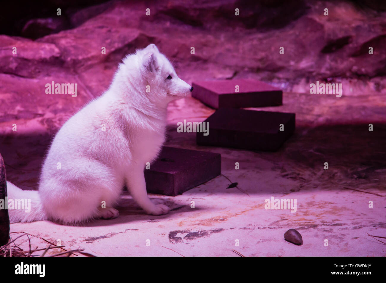 Arctic fox at Hong Kong Ocean Park Stock Photo - Alamy