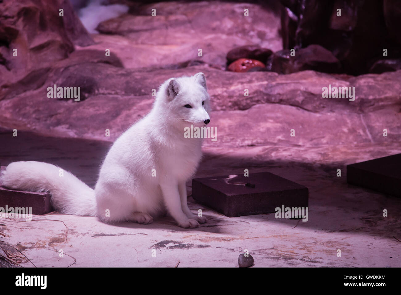 Arctic fox at Hong Kong Ocean Park Stock Photo - Alamy
