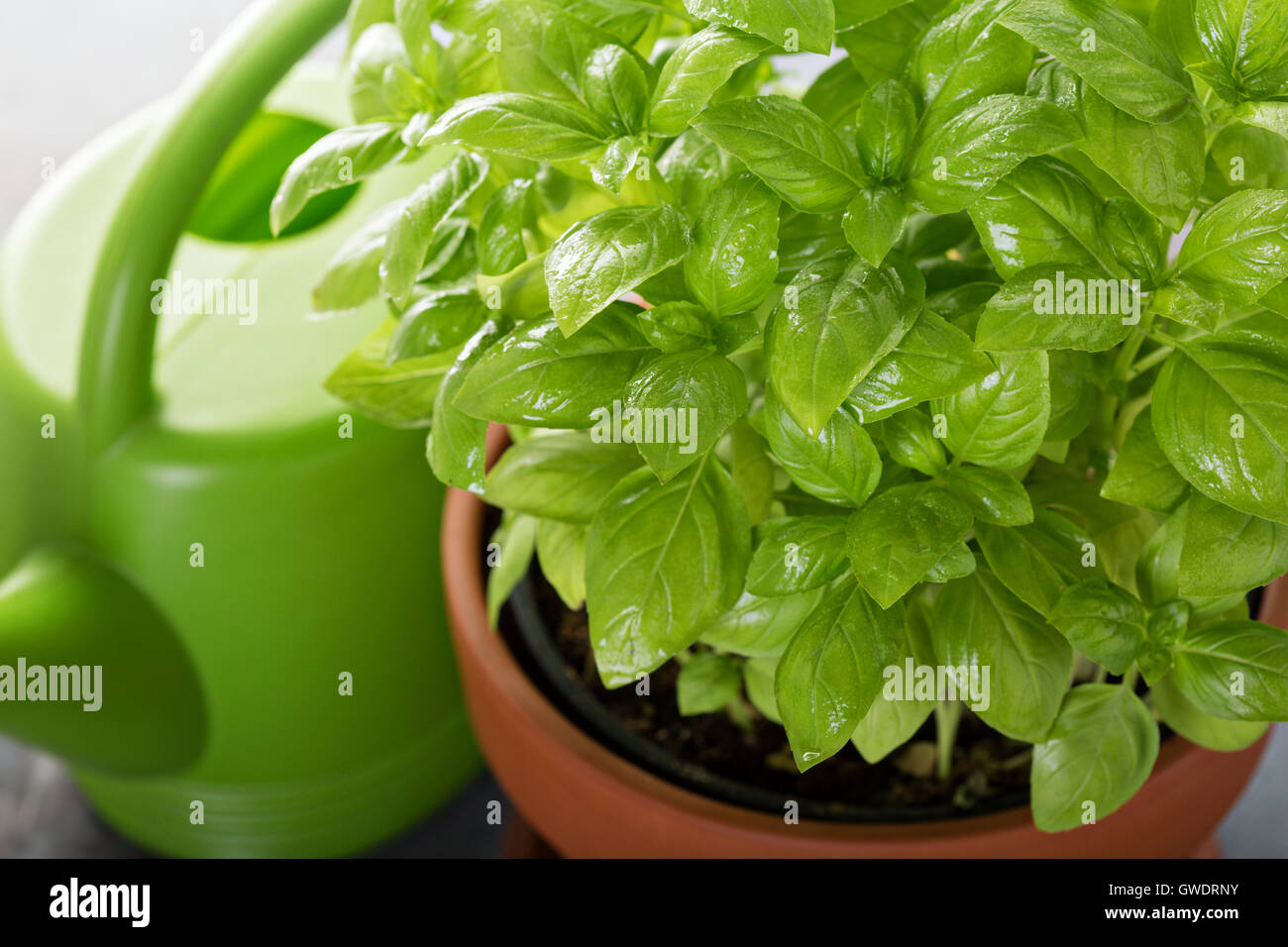 Fresh green basil in a pot Stock Photo - Alamy