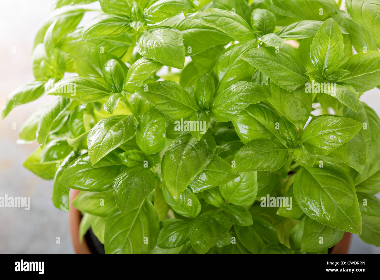 Fresh green basil in a pot Stock Photo - Alamy