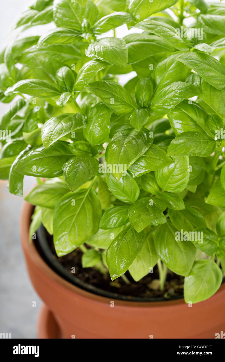 Green basil in pot hi-res stock photography and images - Alamy